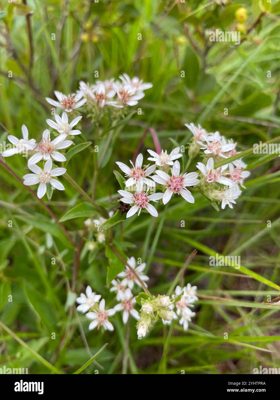 toothed white-topped aster (Sericocarpus asteroides Stock Photo - Alamy