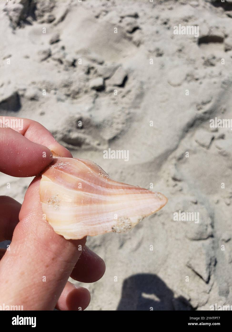 Knobbed Whelk (Busycon carica Stock Photo - Alamy