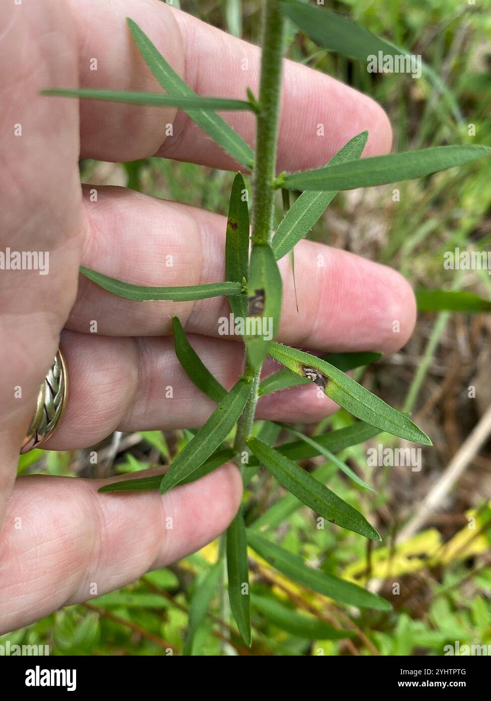 Appalachian blazing star hi-res stock photography and images - Alamy