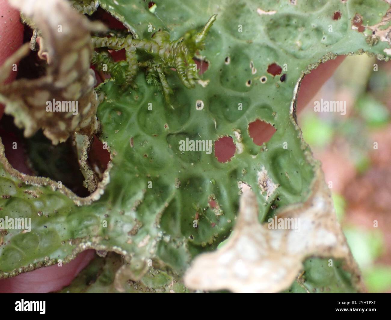 Tree Lungwort (Lobaria pulmonaria Stock Photo - Alamy