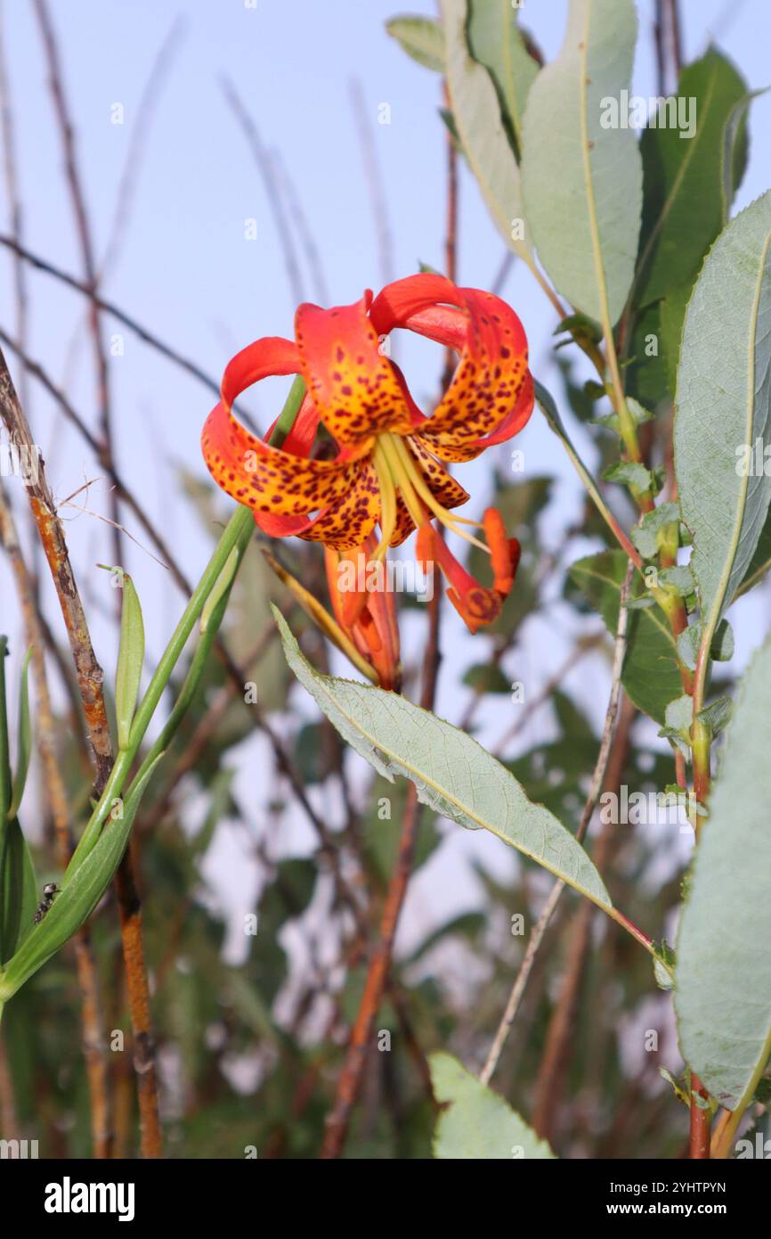 Michigan lily (Lilium michiganense Stock Photo - Alamy