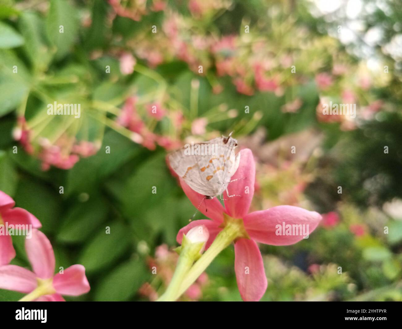 Lantana Hairstreak (Tmolus echion Stock Photo - Alamy