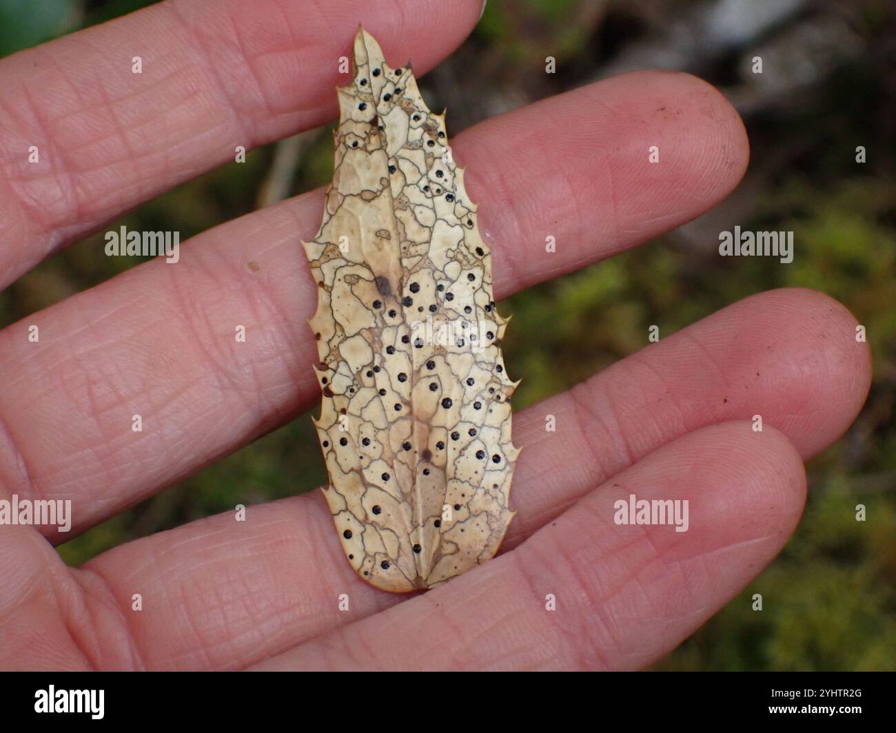 Map Fungus (Coccomyces dentatus Stock Photo - Alamy