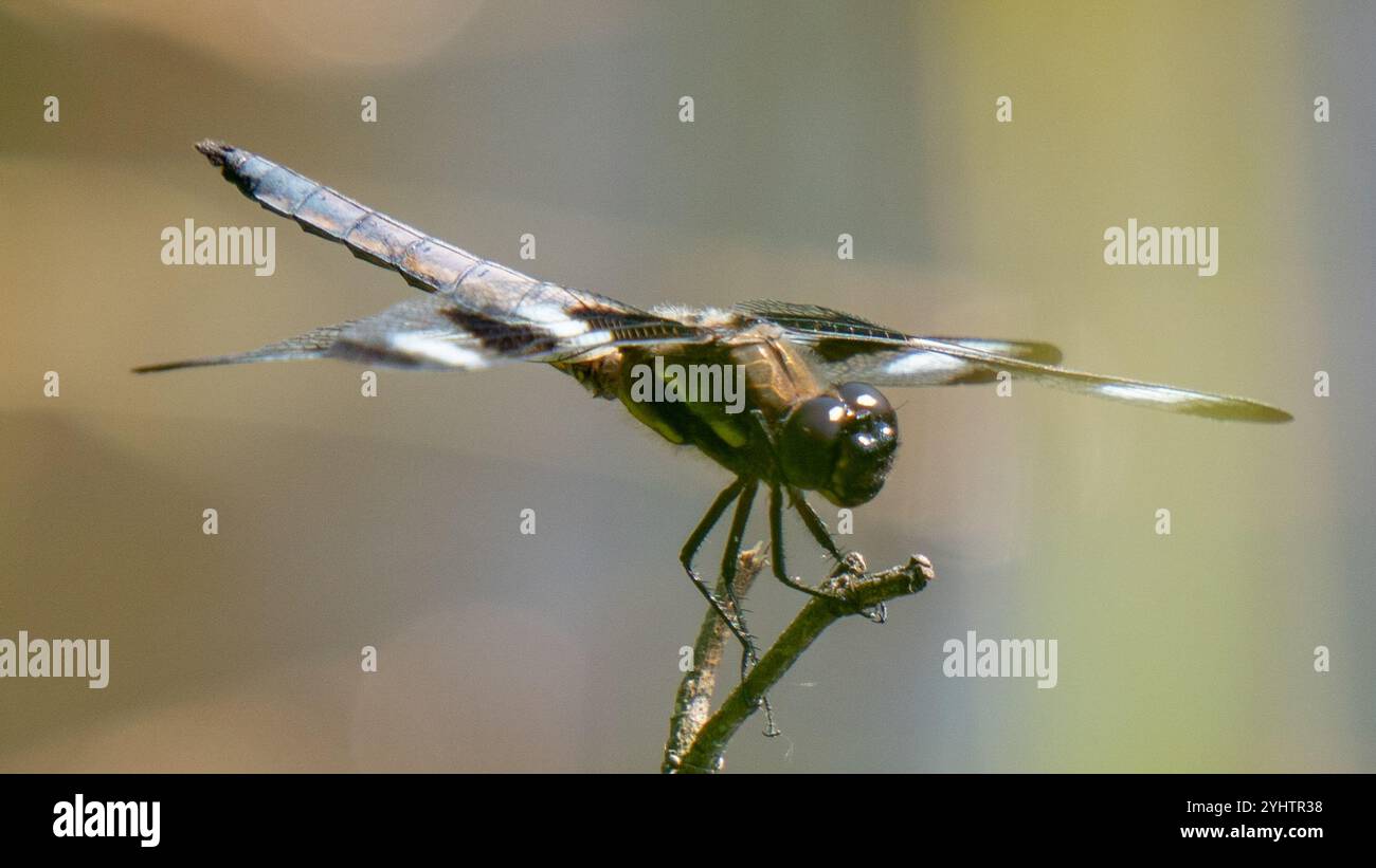 Twelve-spotted Skimmer (Libellula pulchella Stock Photo - Alamy