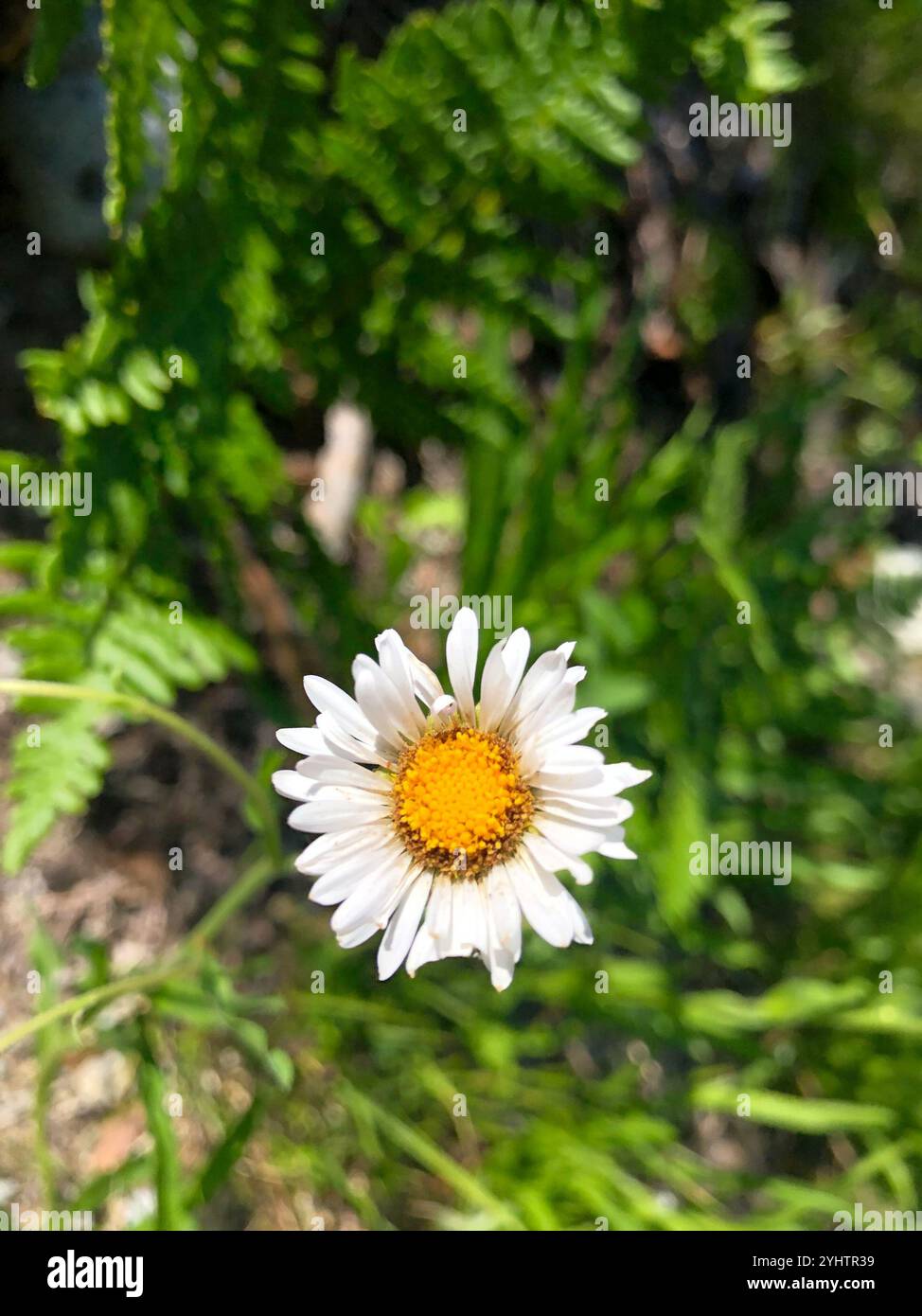 Subalpine Fleabane (Erigeron glacialis Stock Photo - Alamy