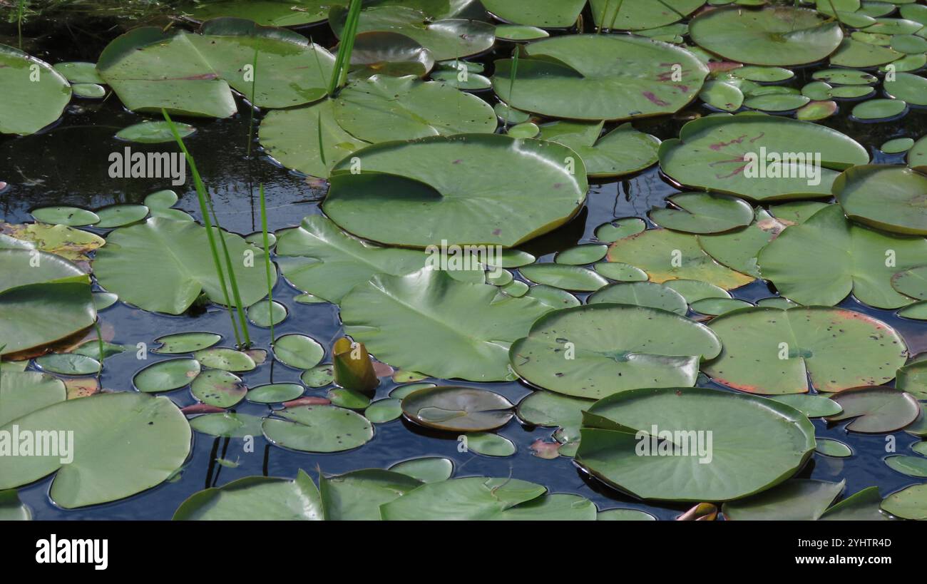 Watershield (Brasenia schreberi Stock Photo - Alamy
