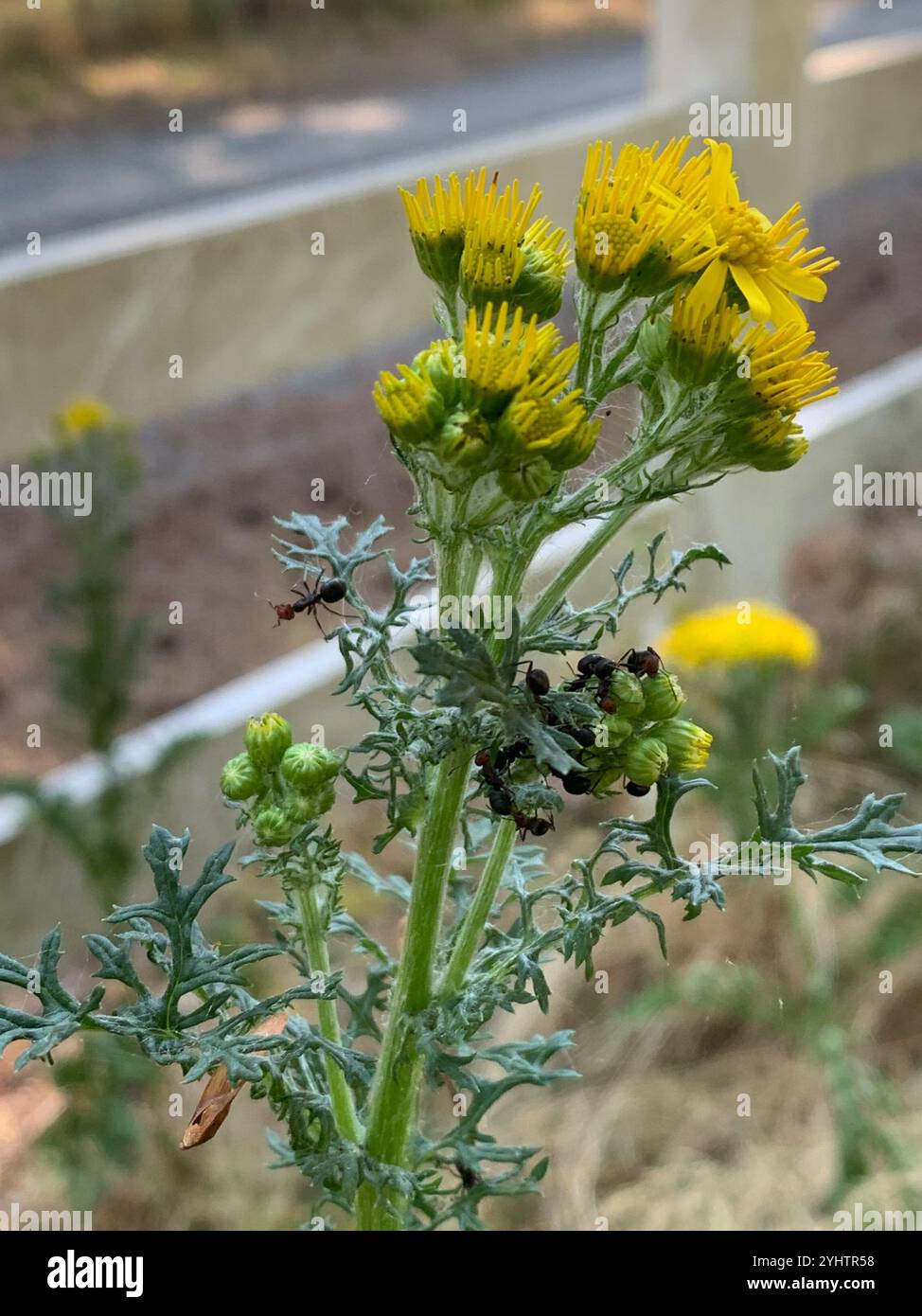 Western Thatching Ant (Formica obscuripes Stock Photo - Alamy