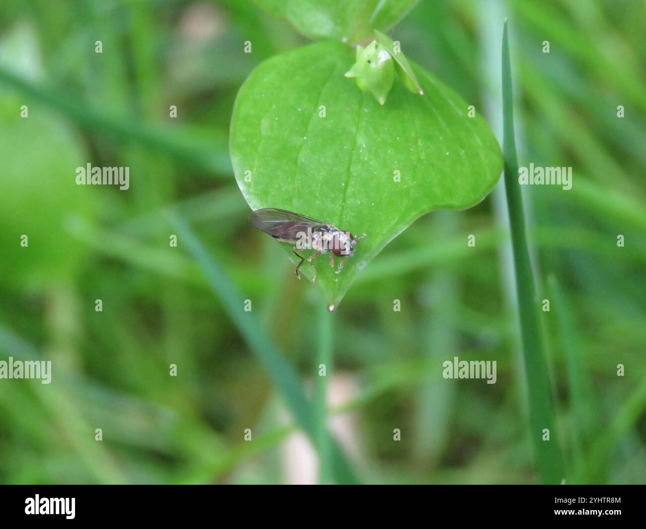 Variable Duskyface Fly (Melanostoma mellinum Stock Photo - Alamy
