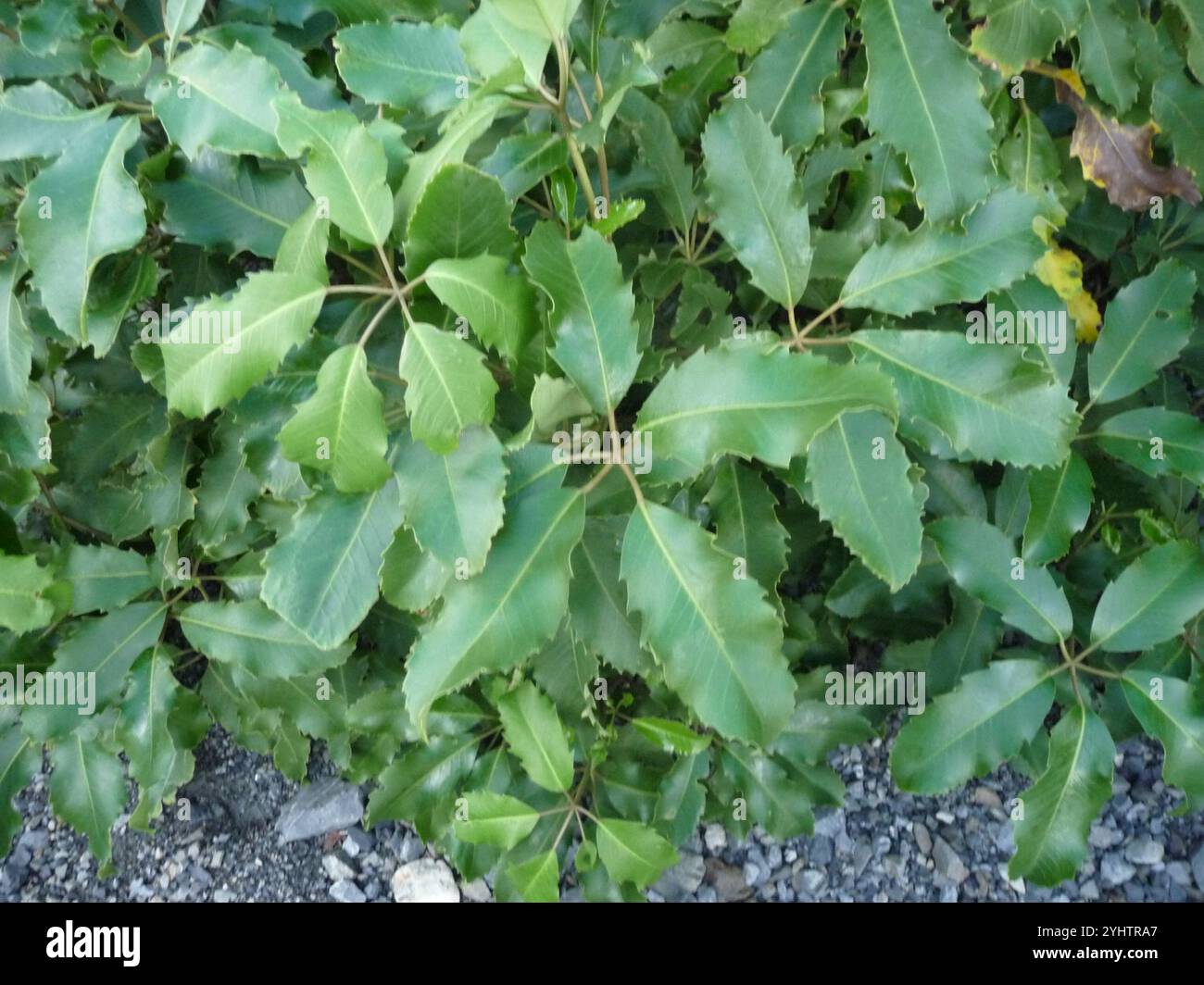 five finger (Pseudopanax arboreus Stock Photo - Alamy