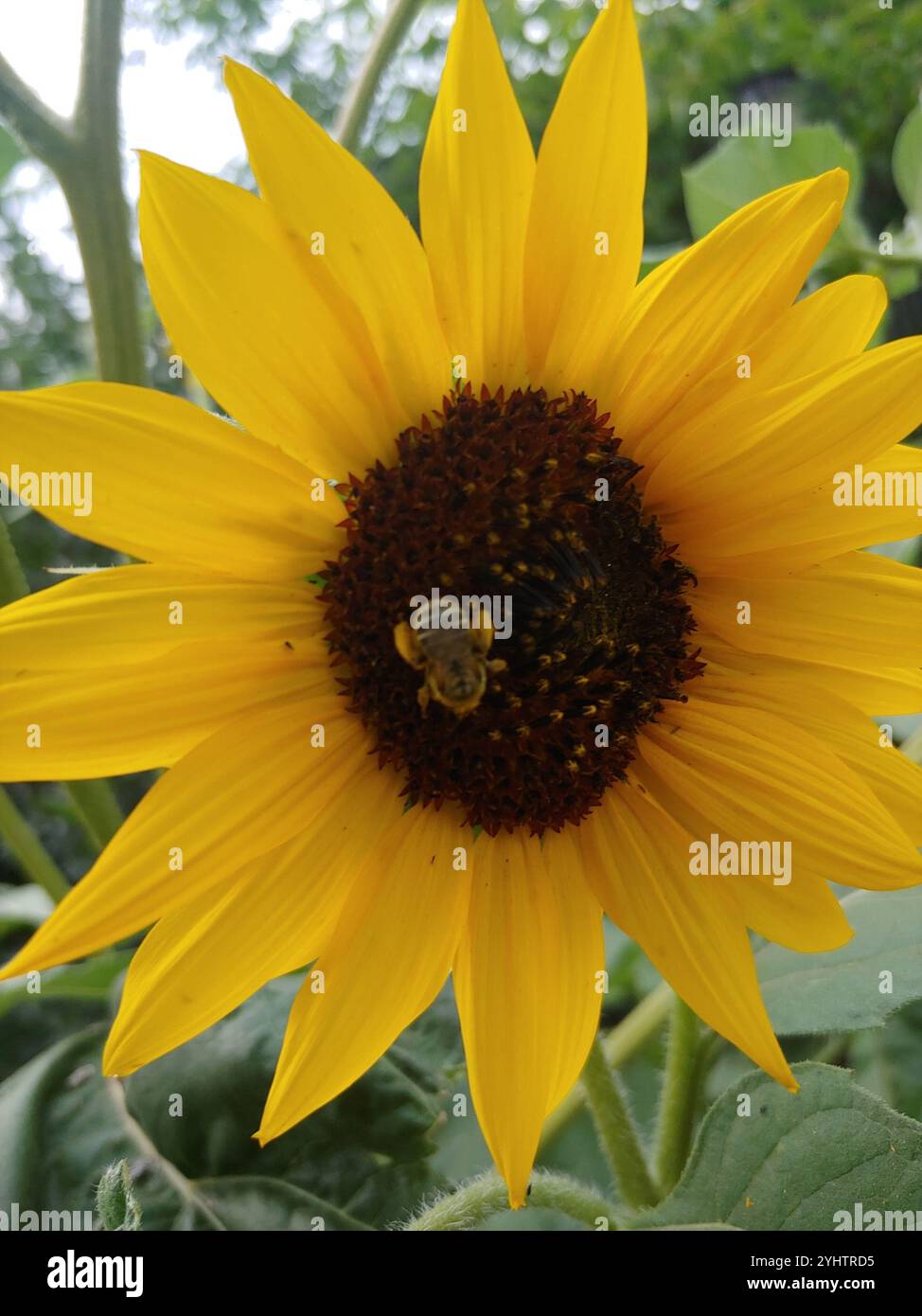 Longhorn Bees (Eucerini Stock Photo - Alamy