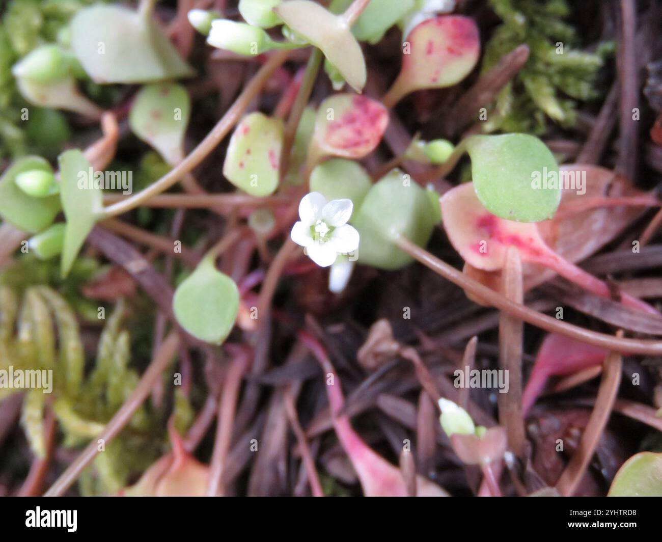 spring beauties (Claytonia Stock Photo - Alamy