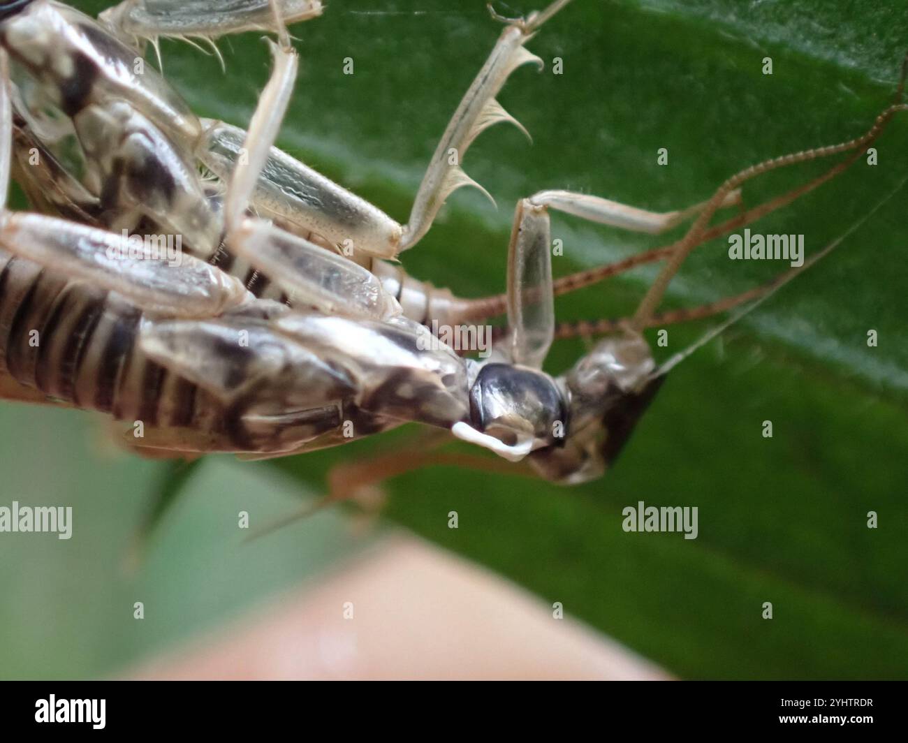 Common Stoneflies (Perlidae Stock Photo - Alamy