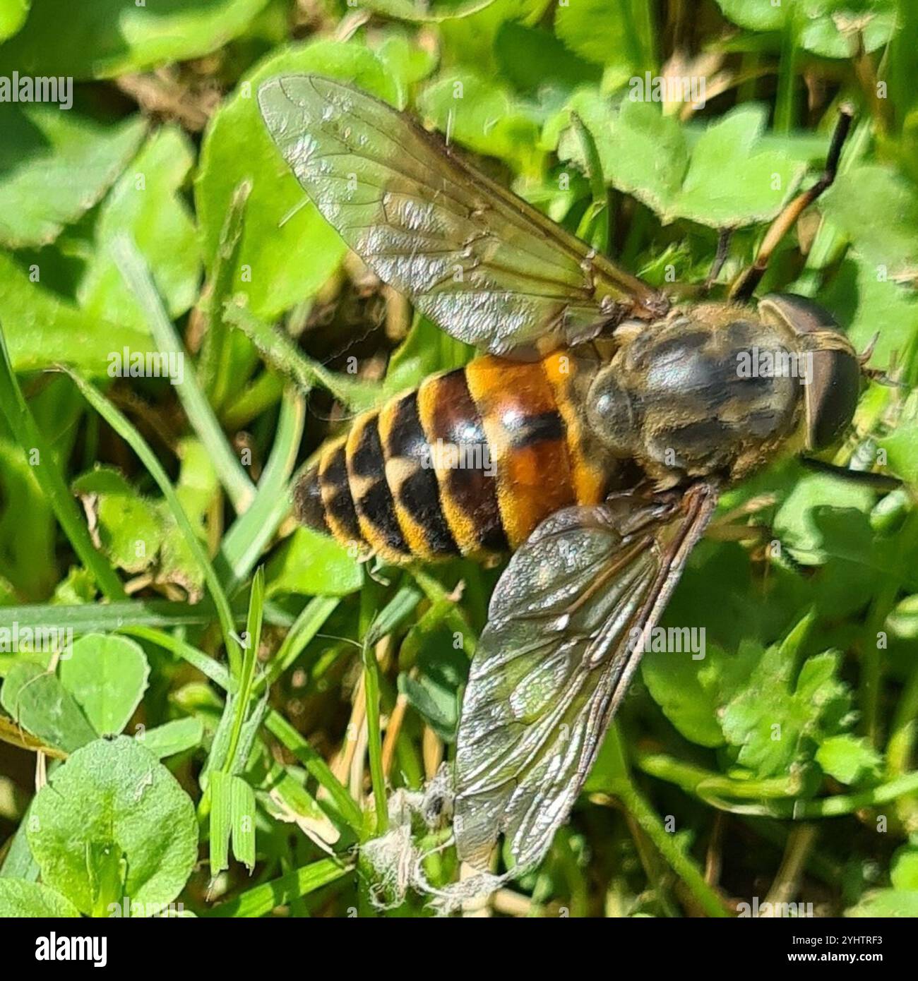 Horse and Deer Flies (Tabanidae Stock Photo - Alamy