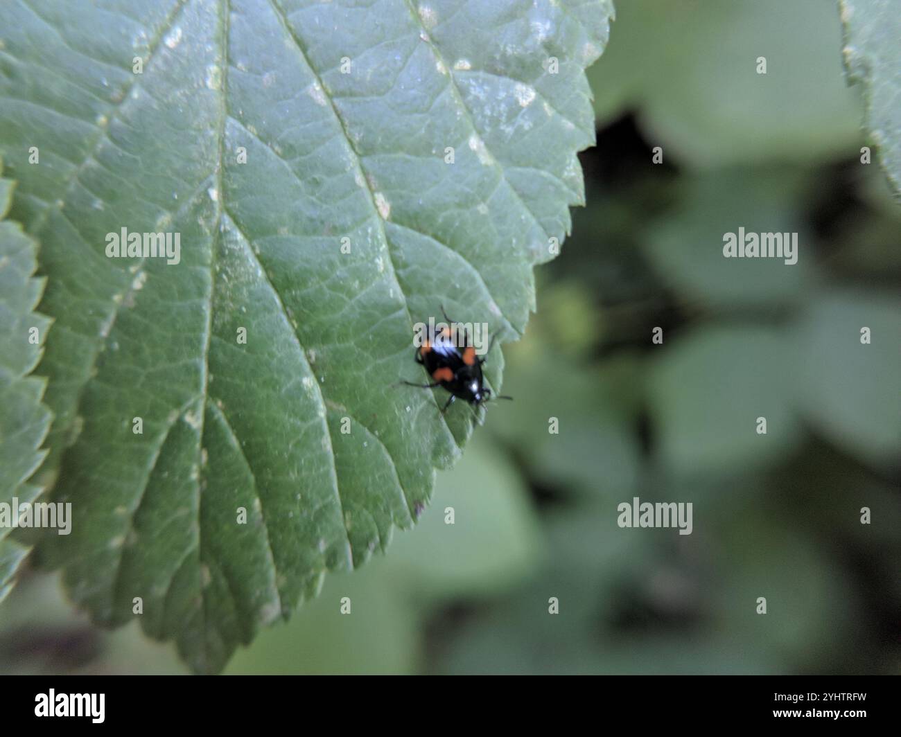 Scaphidium quadrimaculatum hi-res stock photography and images - Alamy