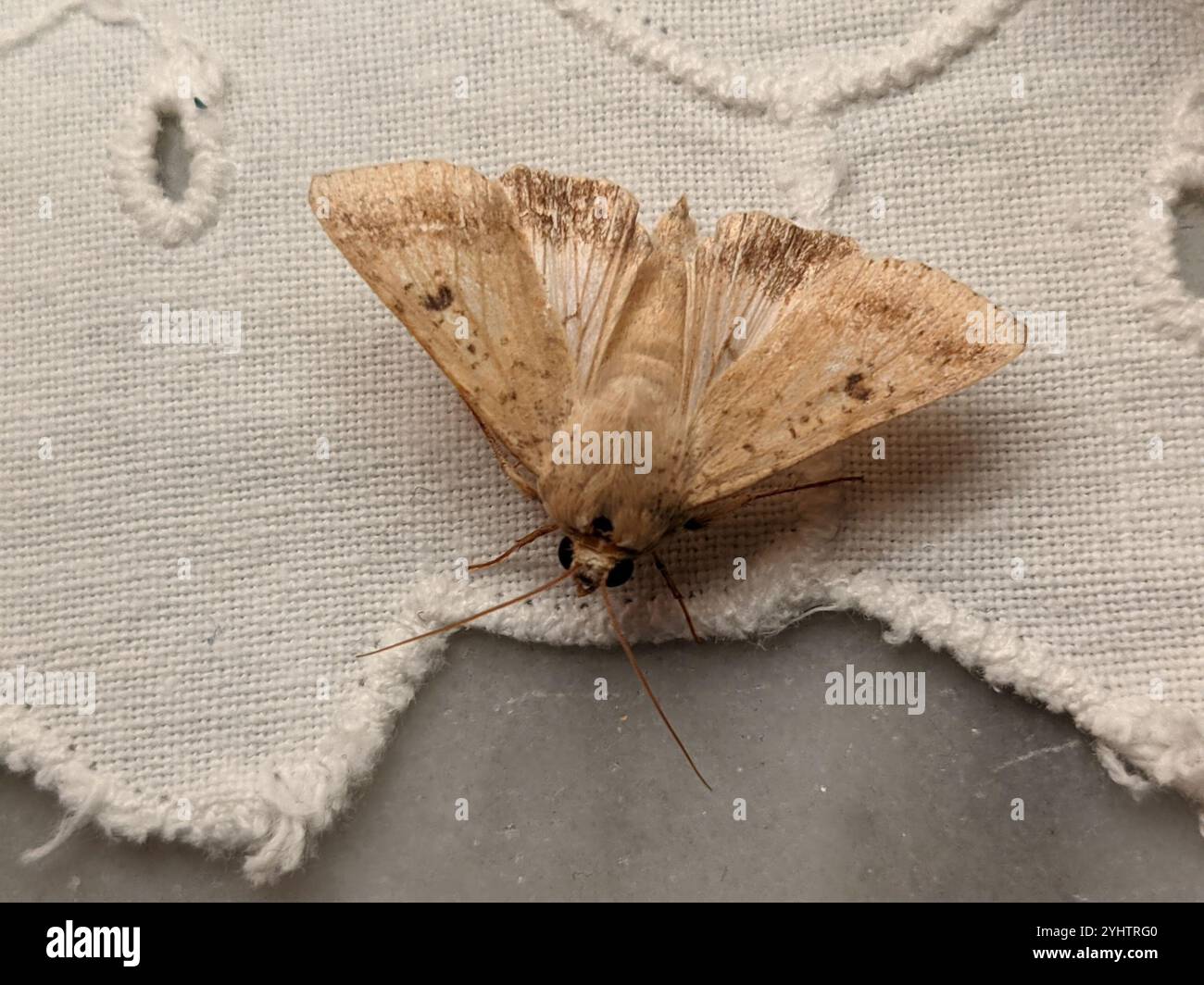 Cotton Bollworm Moth (Helicoverpa armigera Stock Photo - Alamy
