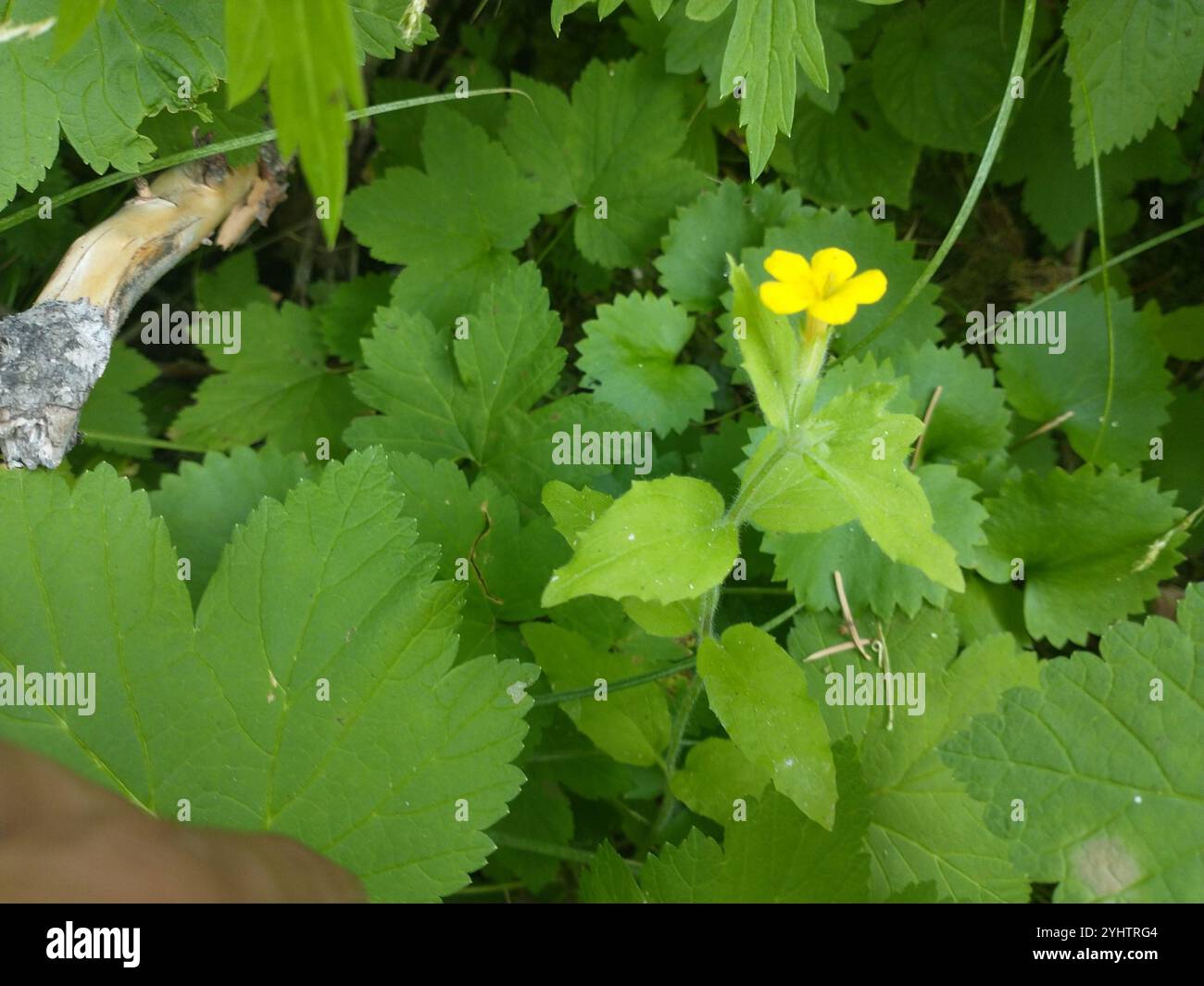 Erythranthe moschata hi-res stock photography and images - Alamy