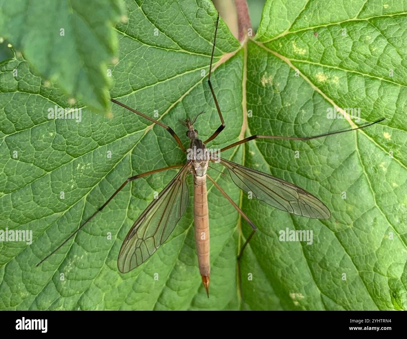 European Crane Fly (Tipula paludosa Stock Photo - Alamy