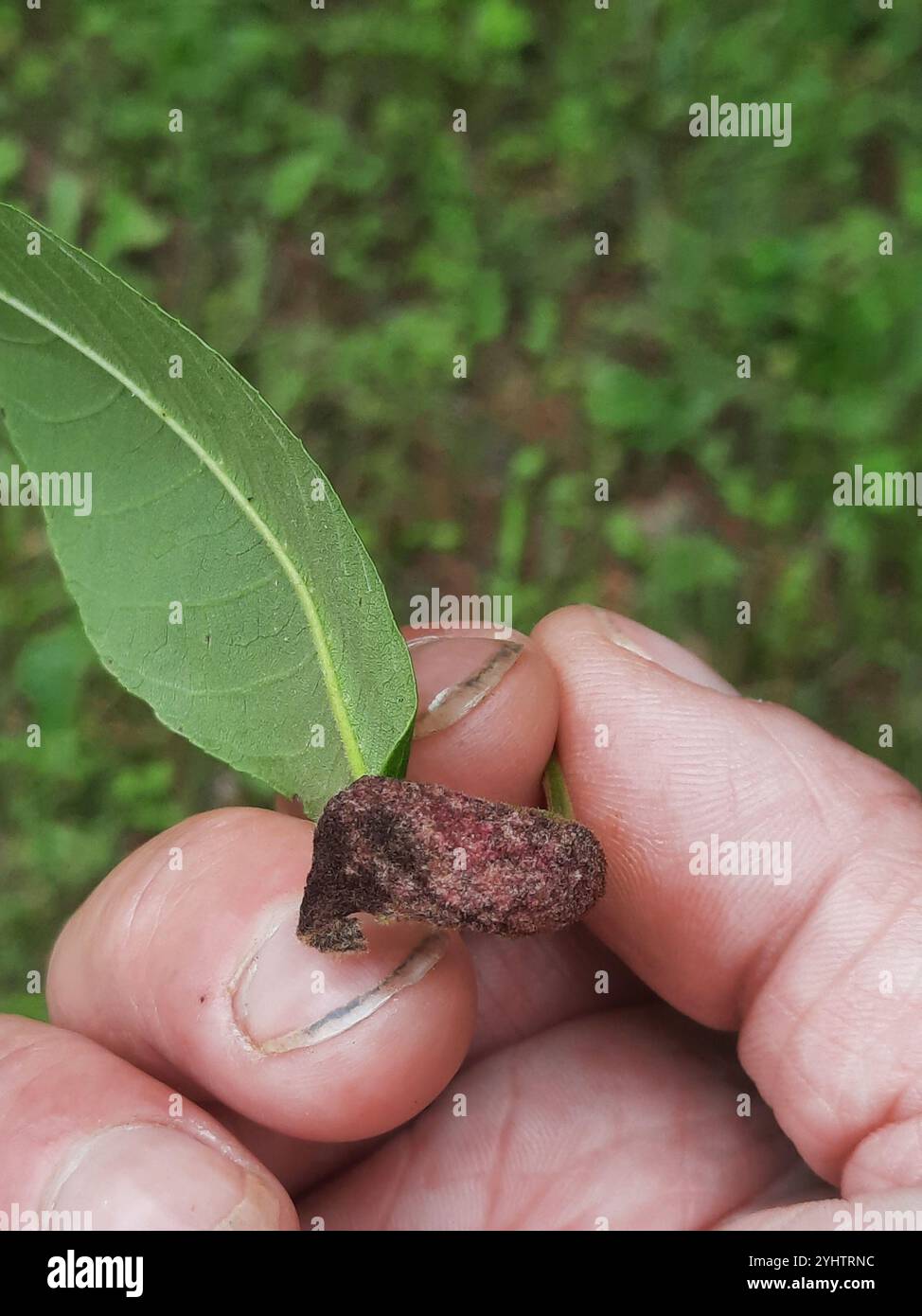 Black Walnut Petiole Gall Mite (Aceria caulis Stock Photo - Alamy