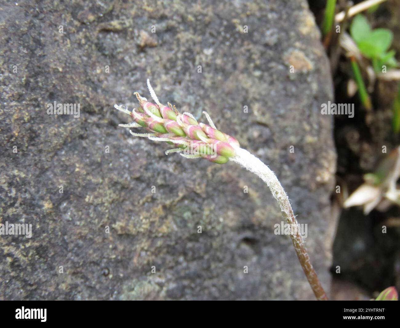Alaska Plantain (Plantago macrocarpa Stock Photo - Alamy