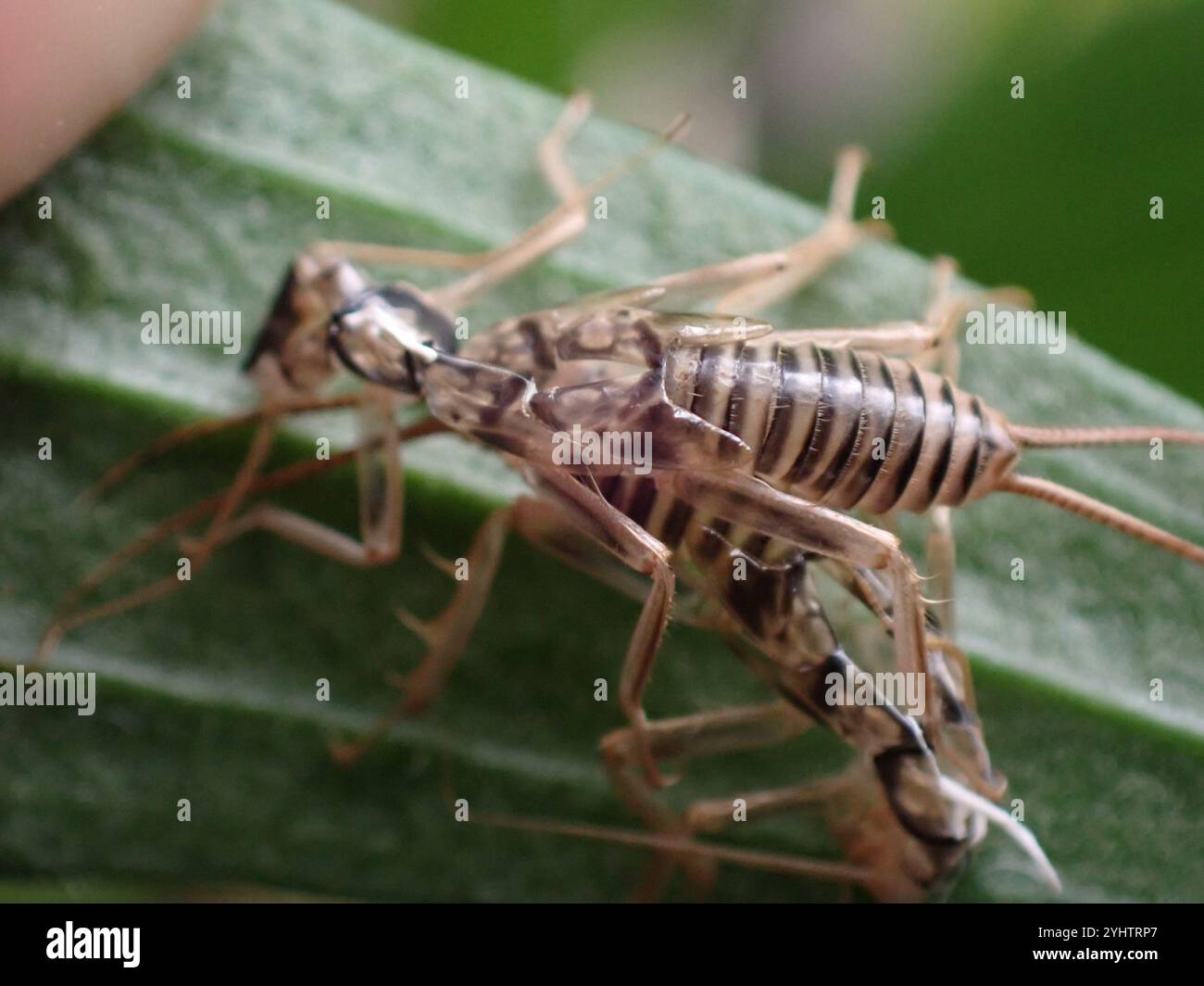 Common Stoneflies (Perlidae Stock Photo - Alamy