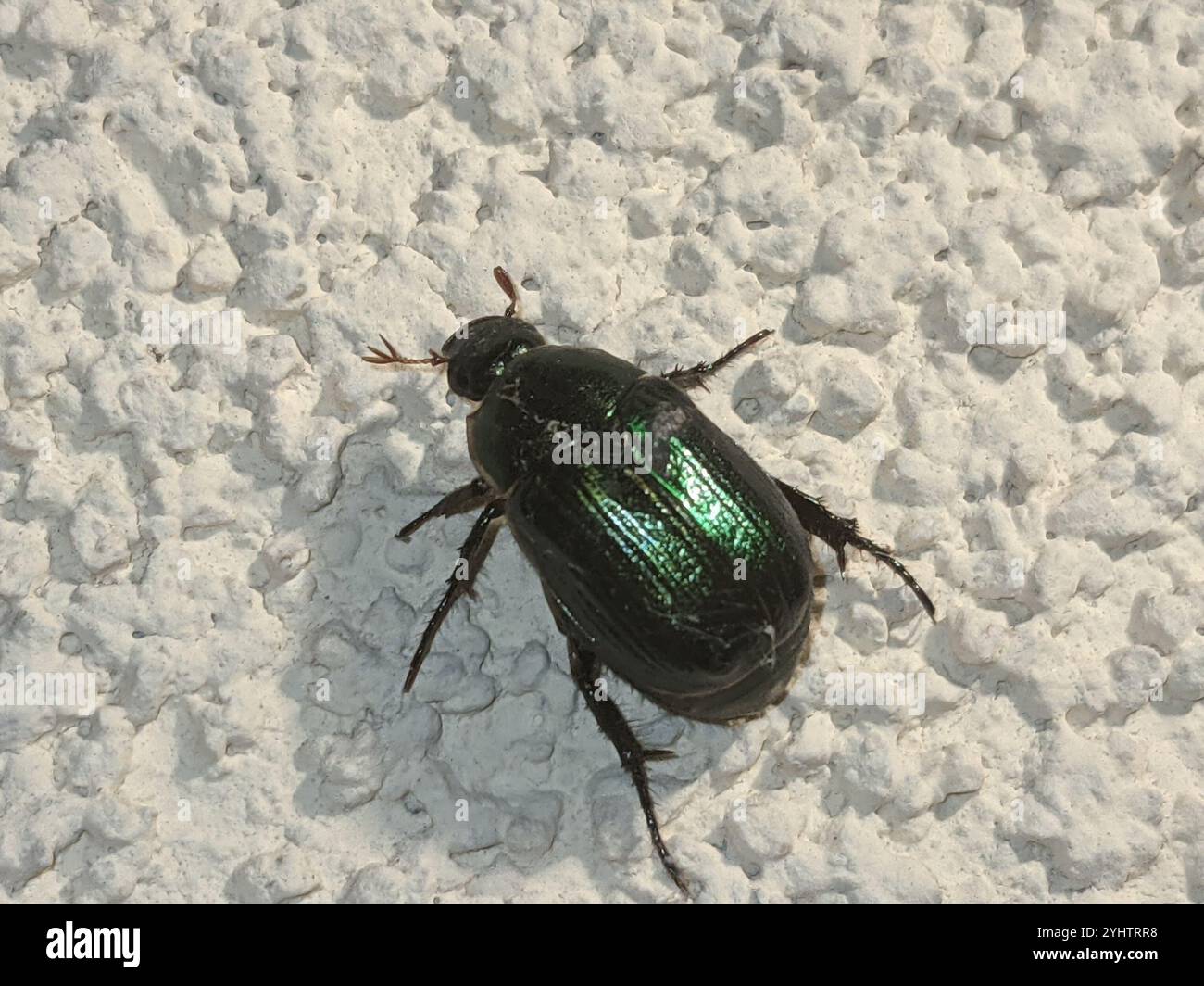 Pale and Green Leaf Chafers (Anomala Stock Photo - Alamy
