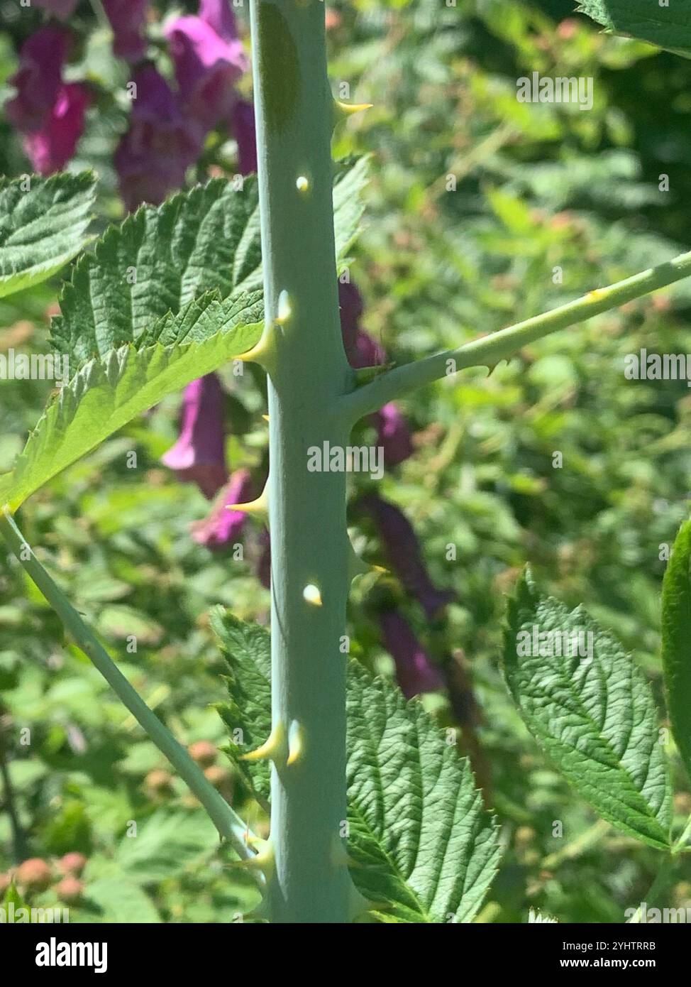 whitebark raspberry (Rubus leucodermis Stock Photo - Alamy