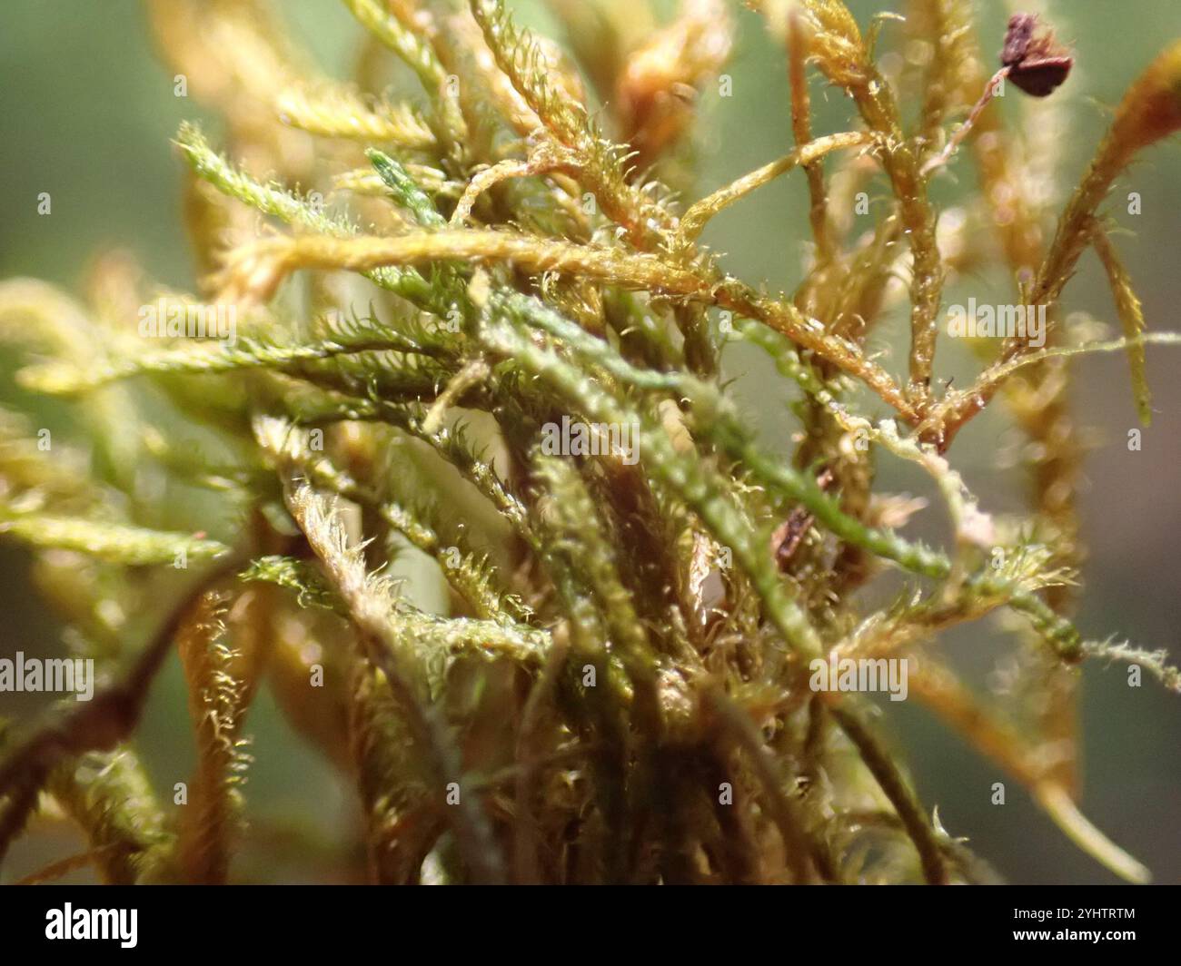 Bent Scissor-leaved Liverwort (Herbertus aduncus Stock Photo - Alamy