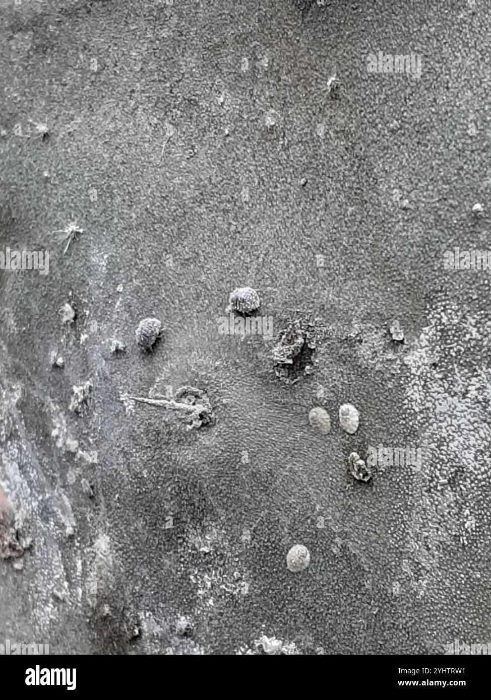 Cochineal Insects (Dactylopiidae Stock Photo - Alamy