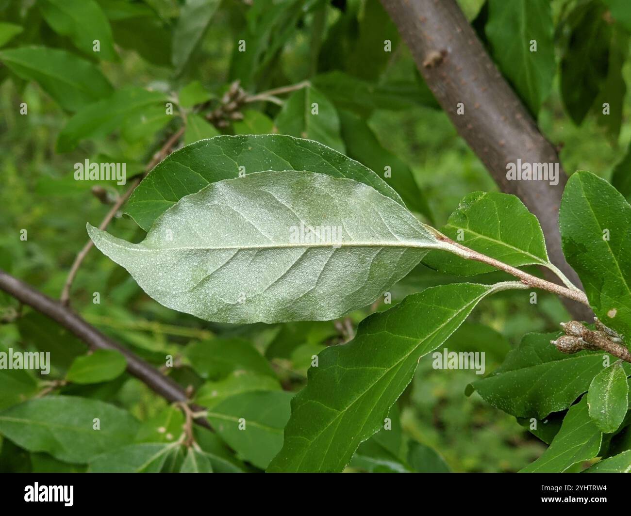autumn olive (Elaeagnus umbellata Stock Photo - Alamy