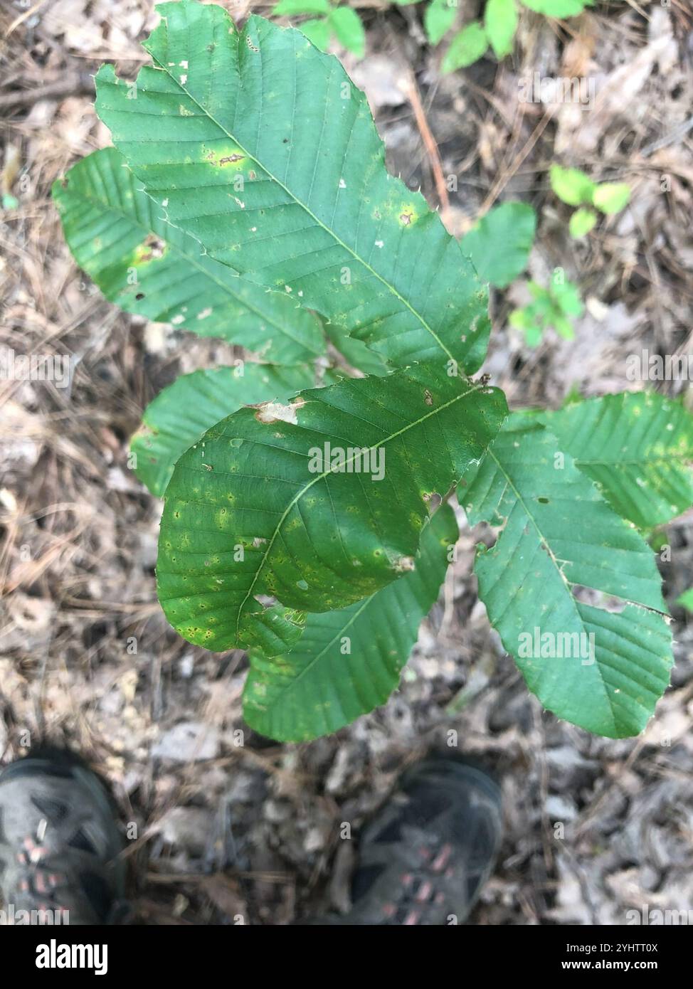 Sawtooth oak (Quercus acutissima Stock Photo - Alamy