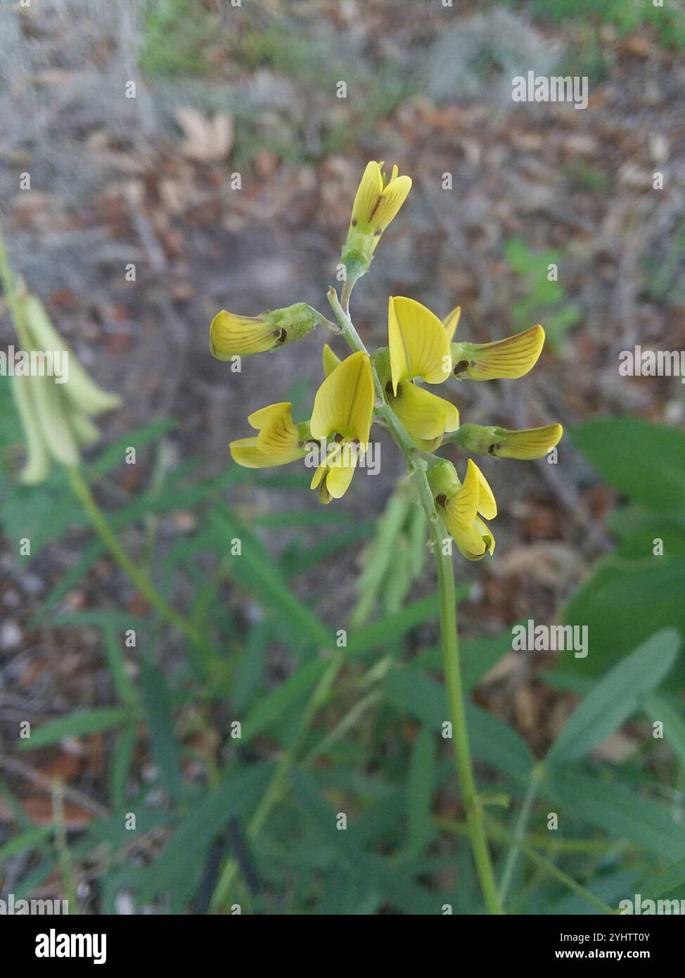 lanceleaf rattlebox (Crotalaria lanceolata Stock Photo - Alamy