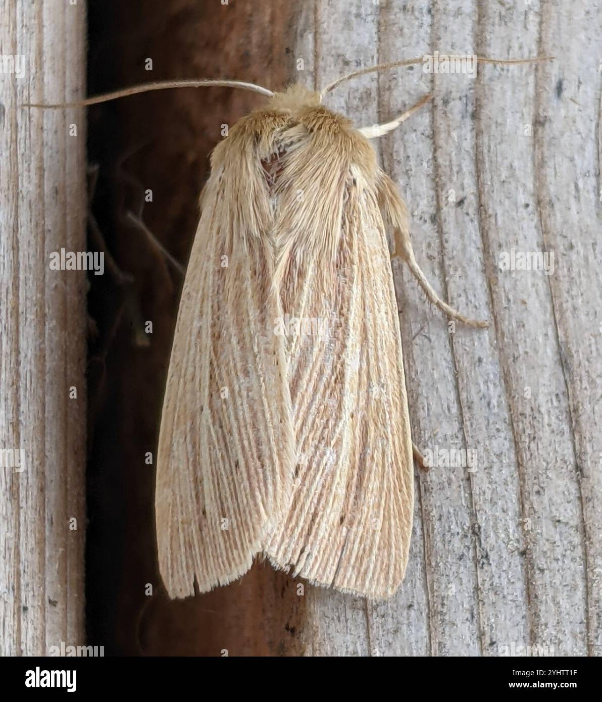Lesser Wainscot (Mythimna oxygala Stock Photo - Alamy
