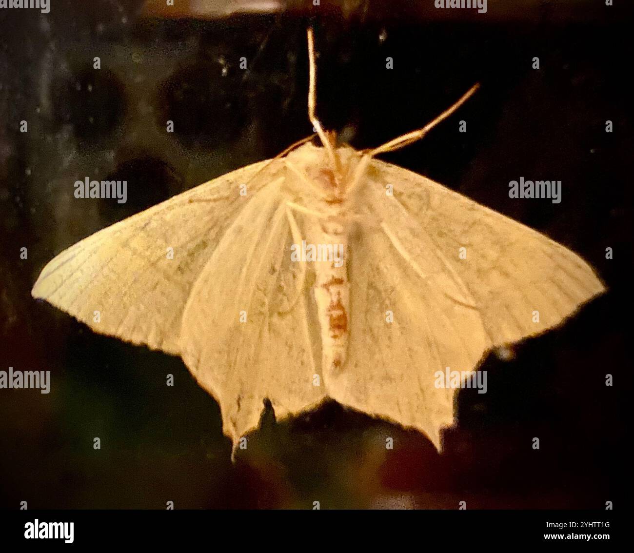 Swallow-tailed Moth (Ourapteryx sambucaria Stock Photo - Alamy