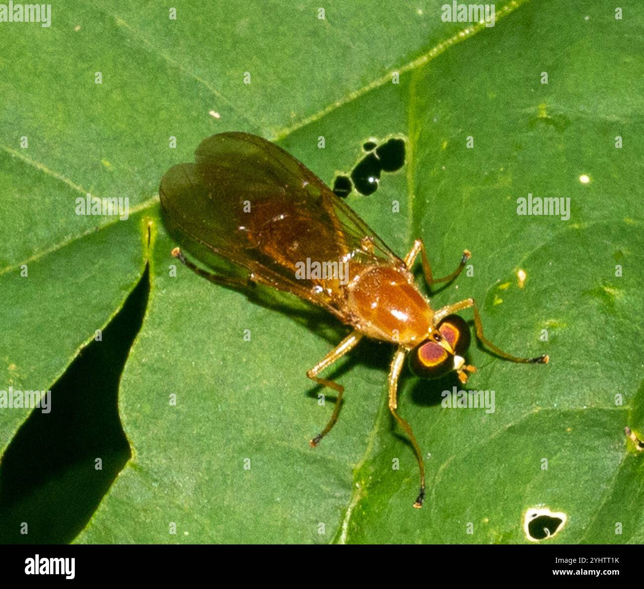 Compost Fly (Ptecticus trivittatus Stock Photo - Alamy