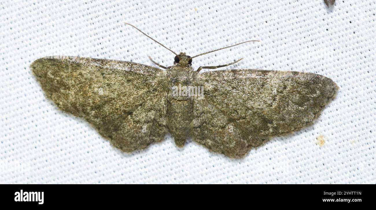 Texas Gray (Glenoides texanaria Stock Photo - Alamy