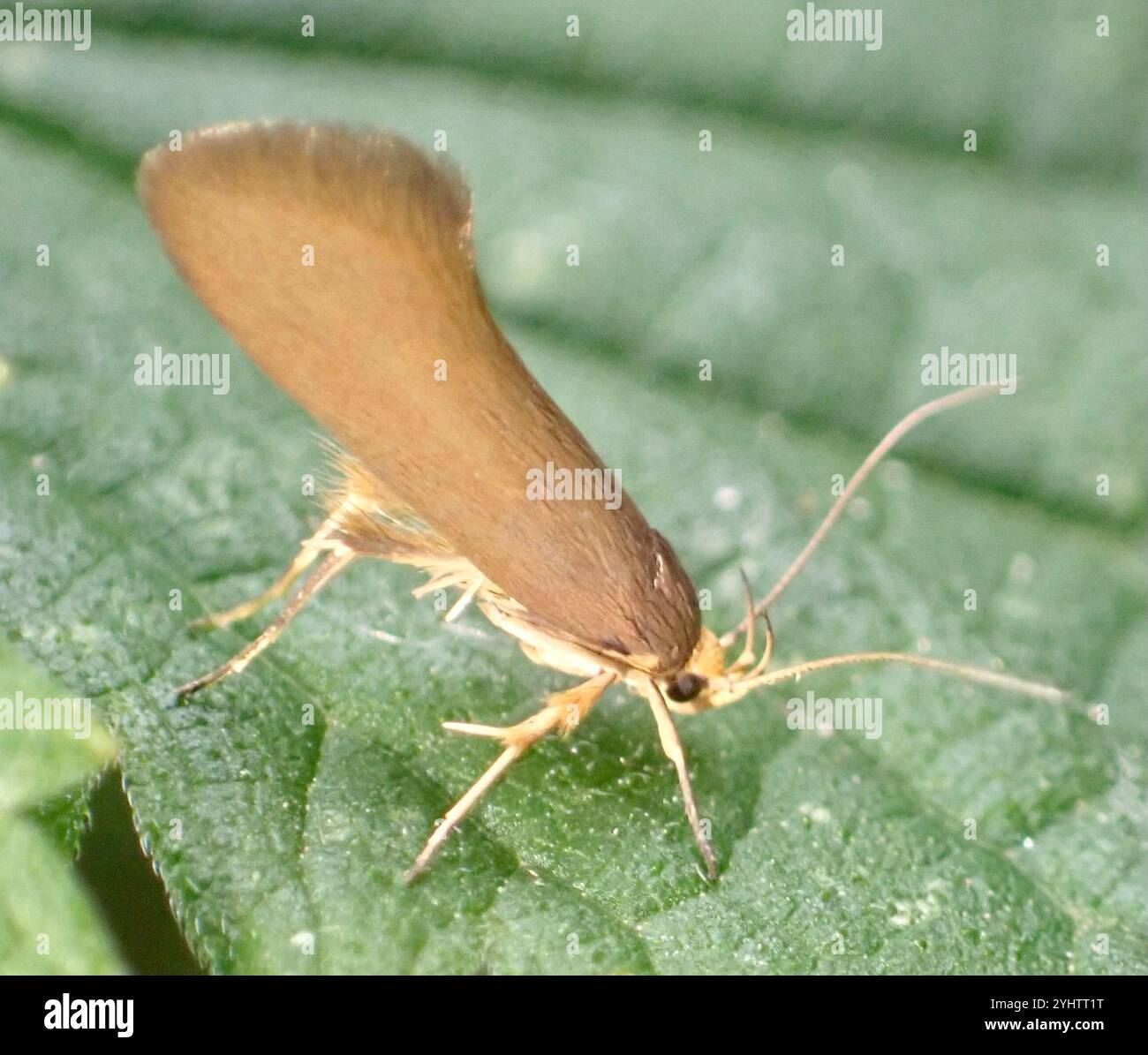Unitella hi-res stock photography and images - Alamy