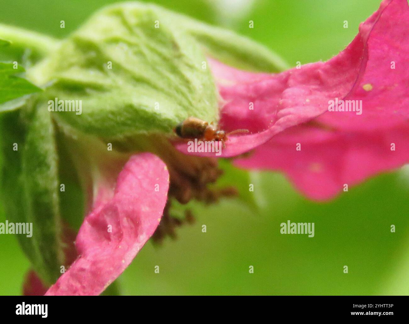 Cucujiform Beetles (Cucujiformia Stock Photo - Alamy