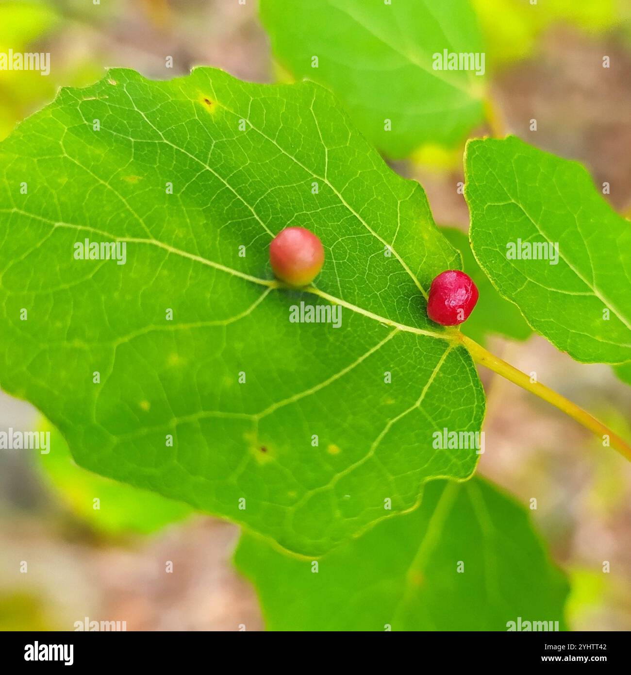 aspen leaf gall midge (Harmandiola tremulae Stock Photo - Alamy