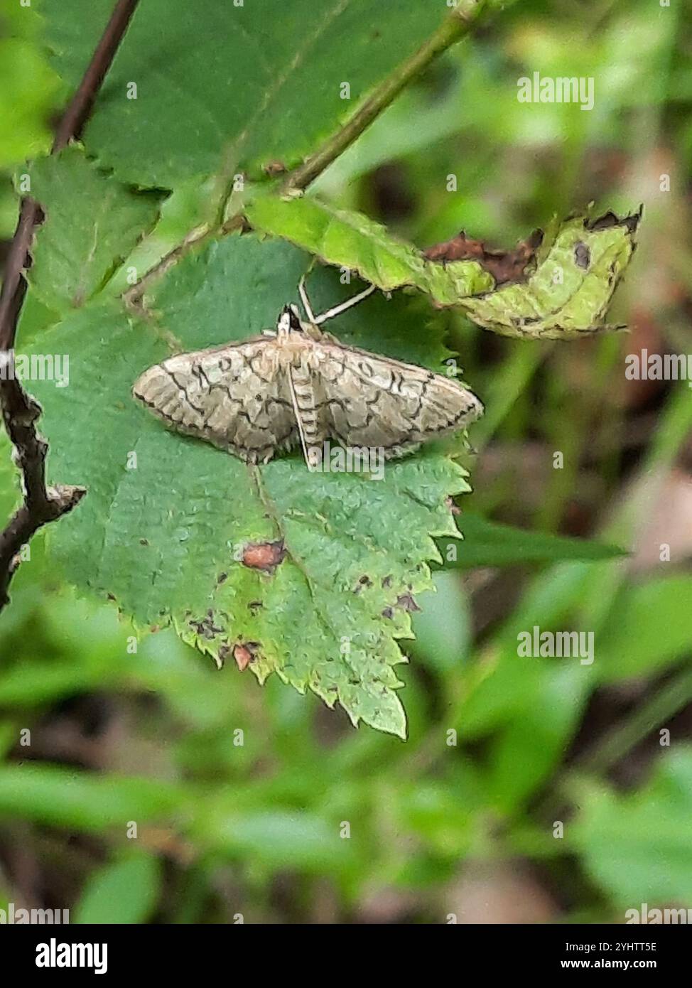 Hollow-spotted Blepharomastix Moth (Blepharomastix ranalis Stock Photo - Alamy