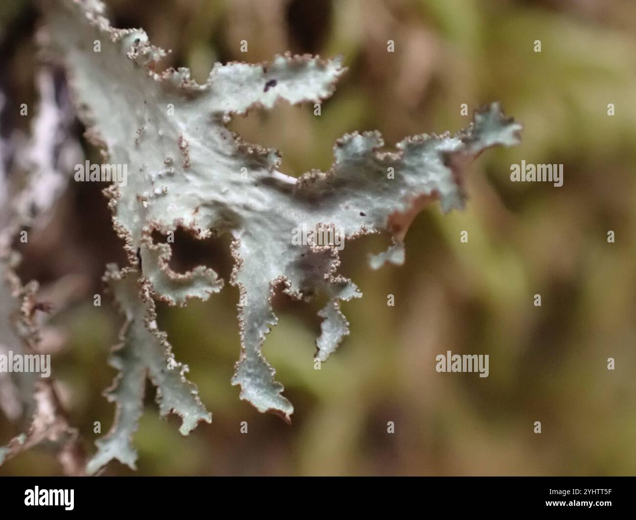 common lichens (Lecanoromycetes Stock Photo - Alamy