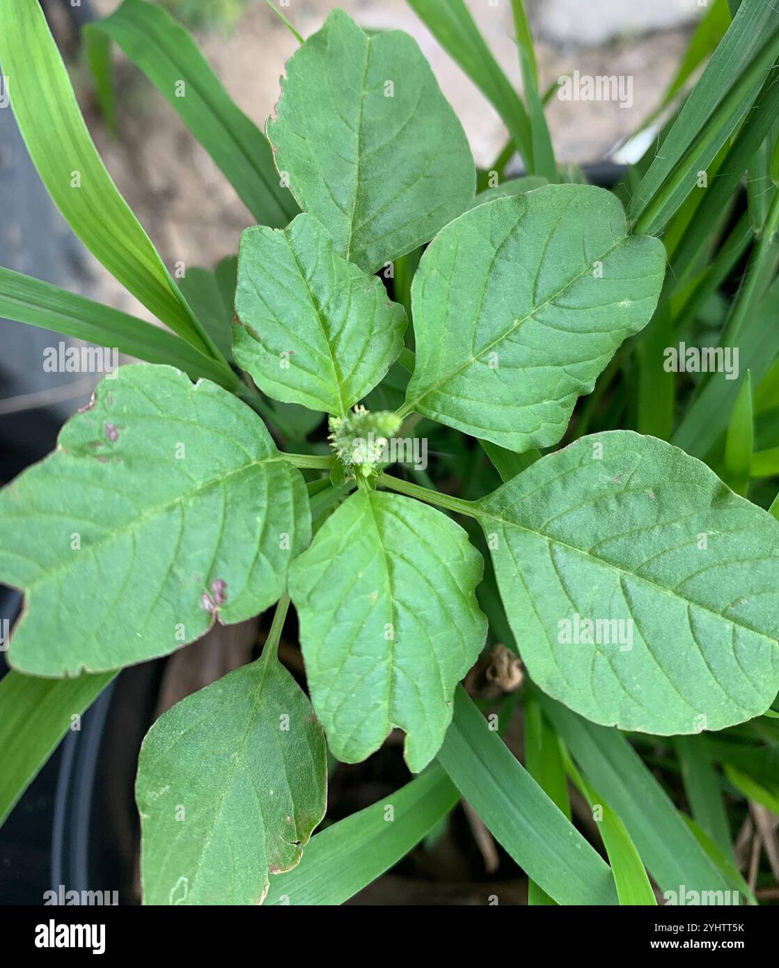 Livid Amaranth (Amaranthus blitum emarginatus Stock Photo - Alamy