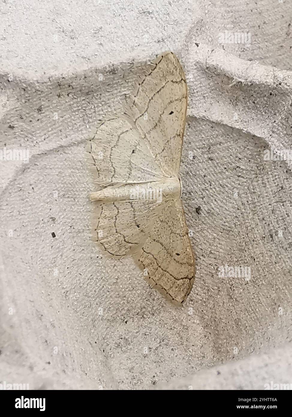 Riband Wave (Idaea aversata Stock Photo - Alamy