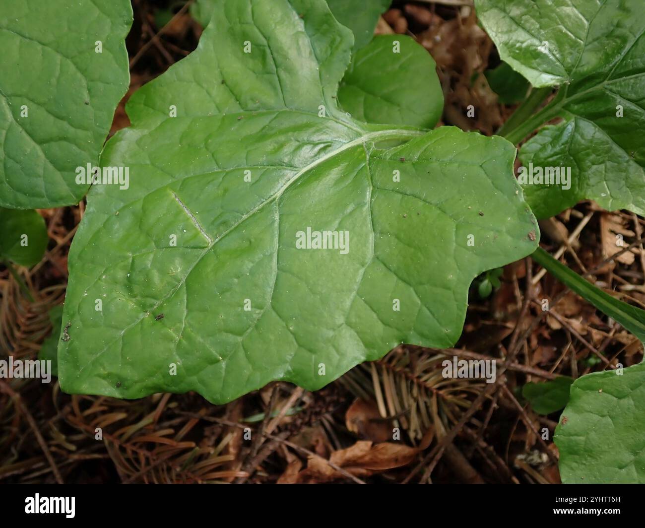 American trailplant (Adenocaulon bicolor Stock Photo - Alamy