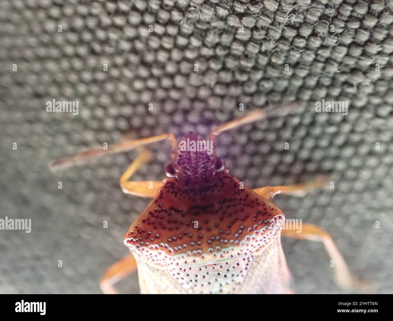 Edge-striped Shield Bug (Elasmucha lateralis Stock Photo - Alamy