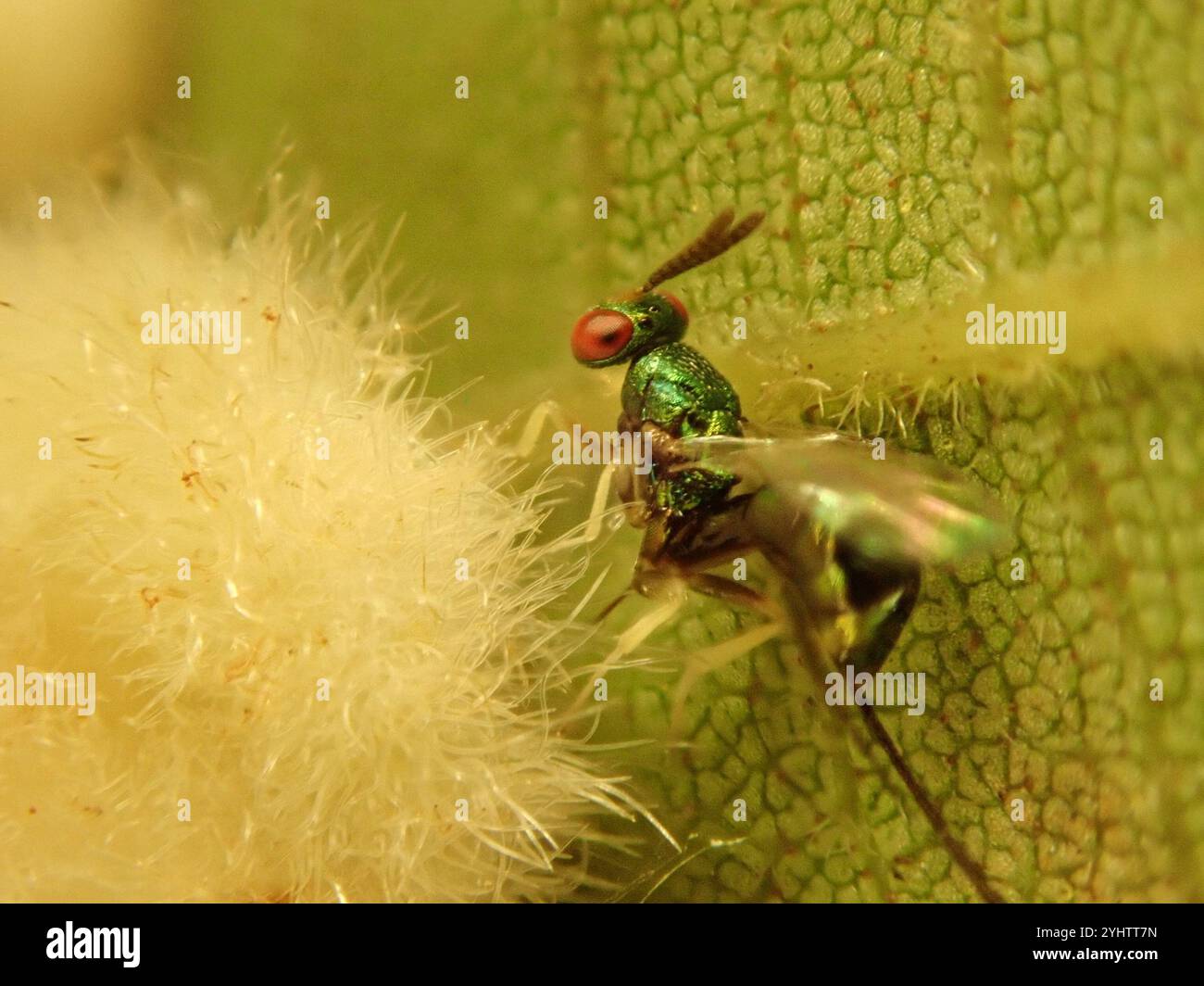 Torymidae hi-res stock photography and images - Alamy