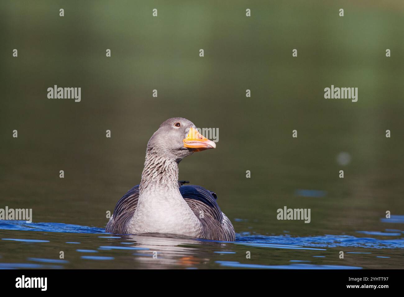 Scientific name anser anser hi-res stock photography and images - Alamy