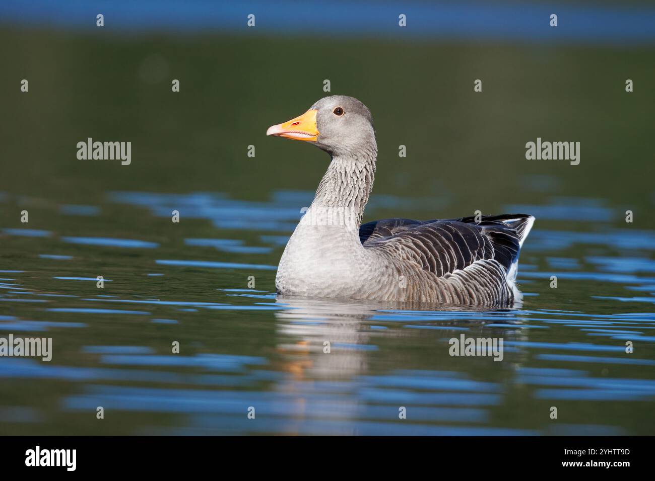 Scientific name anser anser hi-res stock photography and images - Alamy