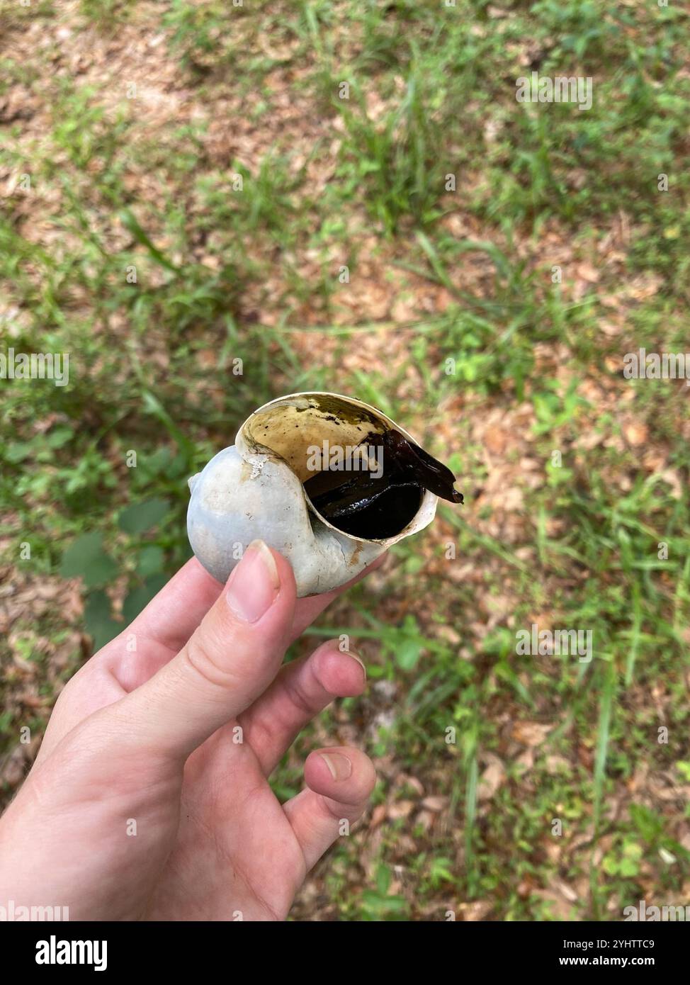 Common Apple Snails (Pomacea Stock Photo - Alamy