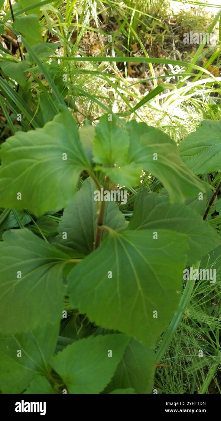 Crofton Weed (Ageratina adenophora Stock Photo - Alamy