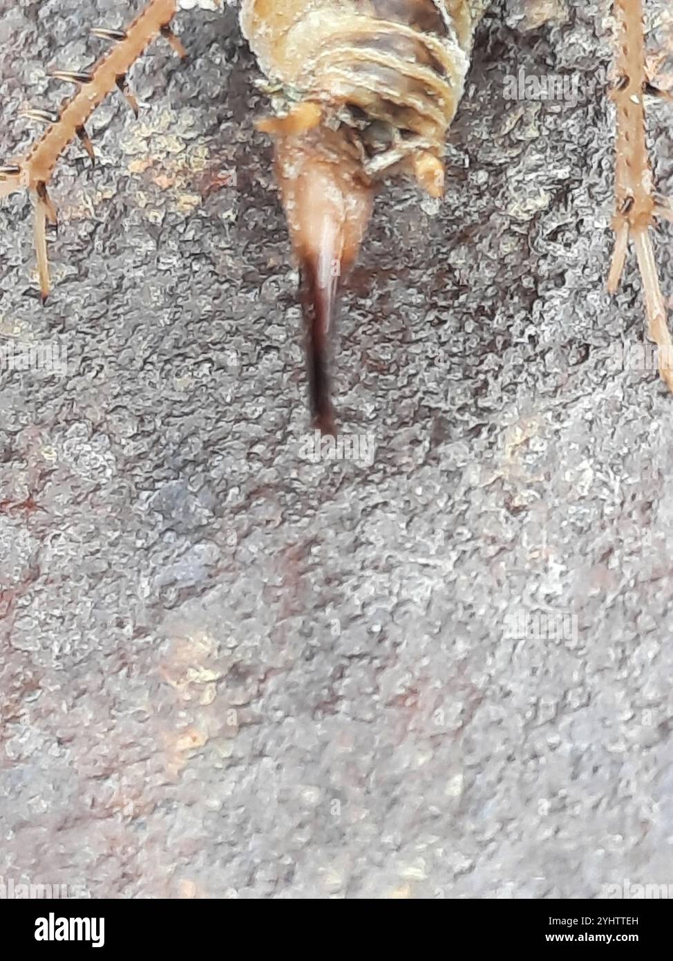 Camel Crickets (Ceuthophilus Stock Photo - Alamy